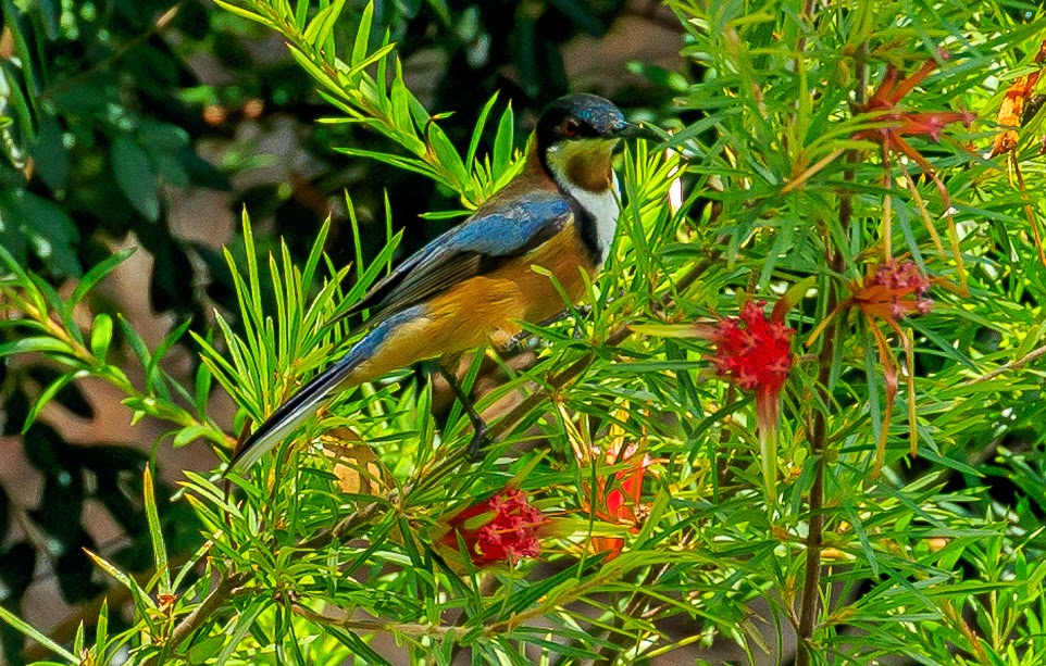 Try growing: mountain devil (Lambertia formosa) | Growing Illawarra Natives