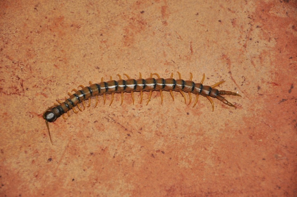 Bichos S.A.: Por sus patas los reconoceréis