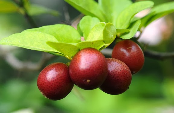 Caraka Purwo Wibisono: Mengenal manfaat dan khasiat buah jeruk kingkit