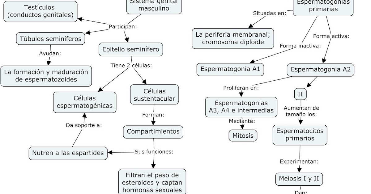 Fisiología Básica Y Médica Mapa Conceptual De Espermatogénesis