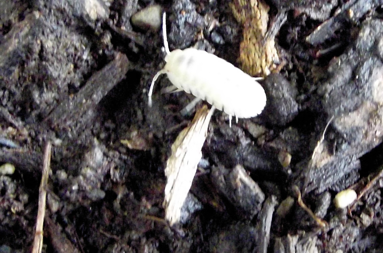 Wild Blumes: White Rolly Polly?