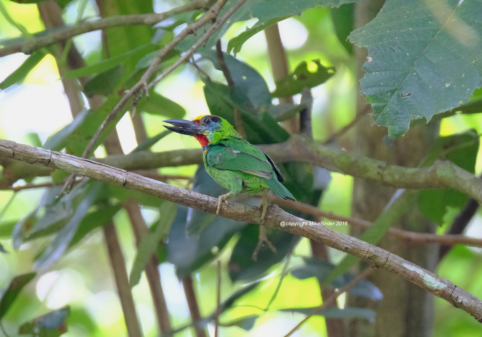 Mike is the name Birding is the game ( Birding in Malaysia - Malaysian ...