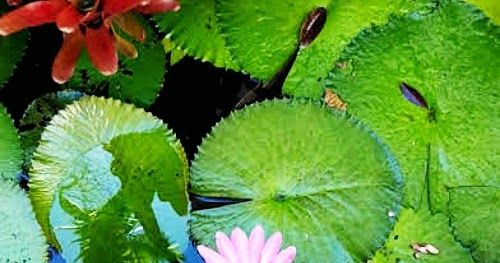 May Garden Party In The Tropics | At Home with Jemma