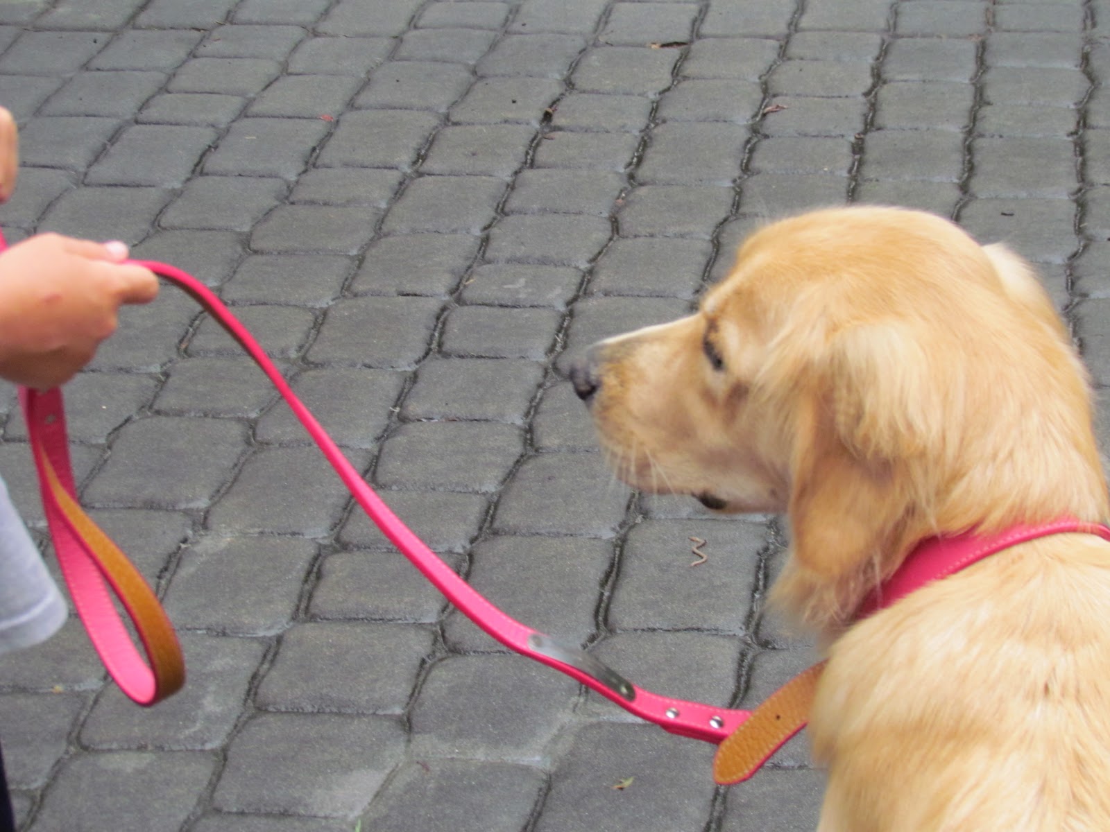 Leather Leash and Collar by DogID Review