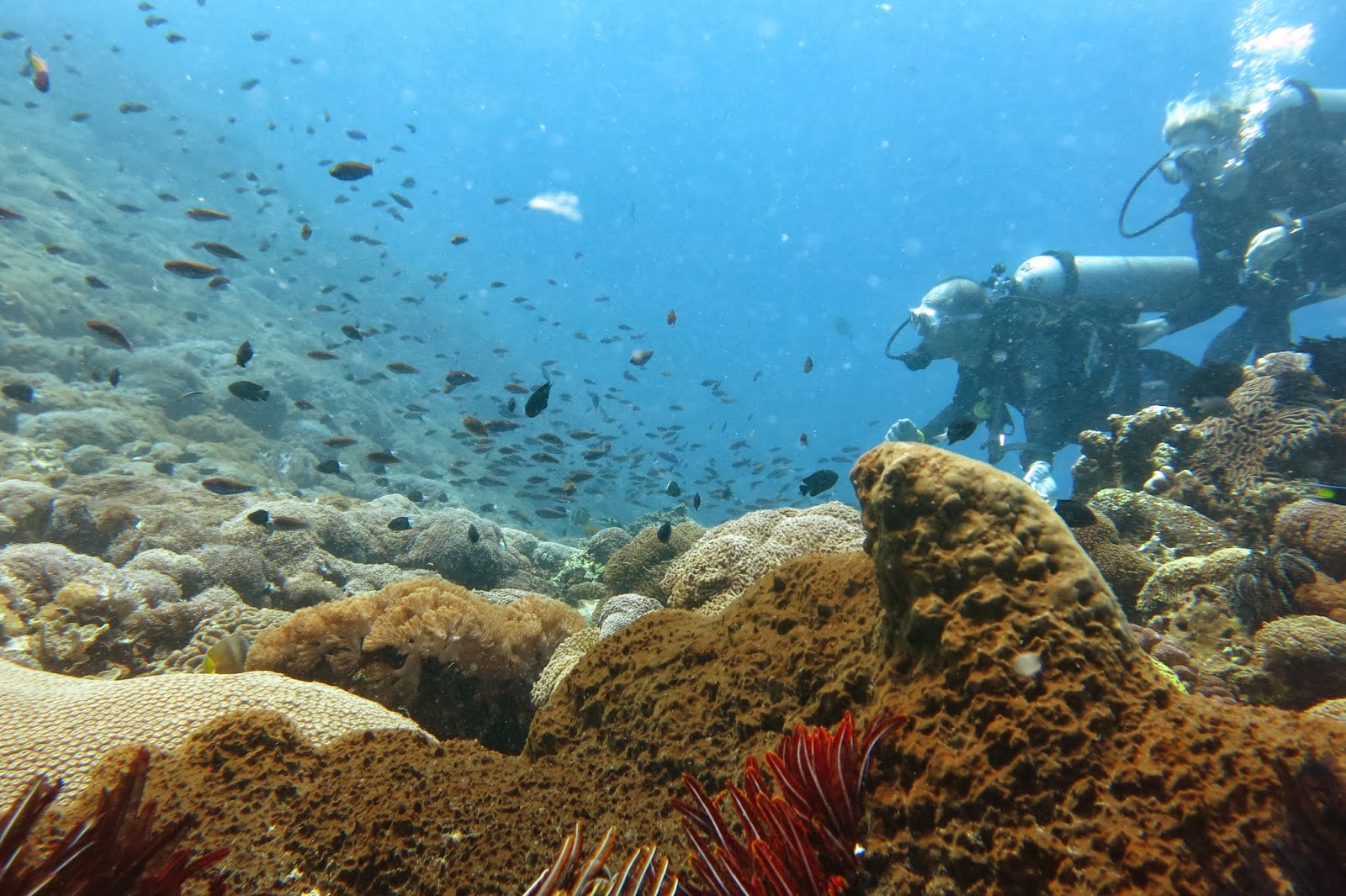 AMED SCUBA BALI DIVING CENTER # FOR THE LOVE OF DIVING: Amed - Tauchen ...