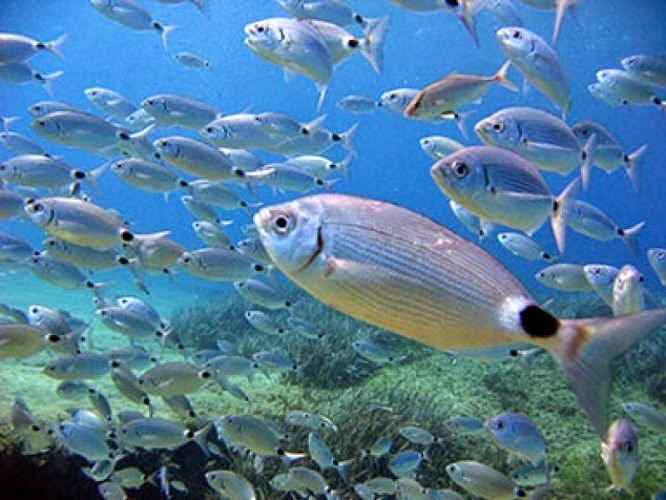 Cyprus Hunting and Fishing: Fishing