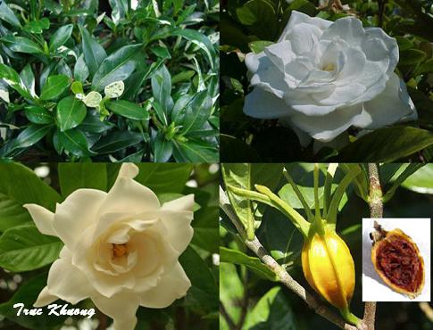 Vuon Duoc Thao: Cây Dành dành - Rosal