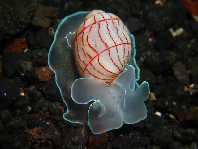 Sea slug
