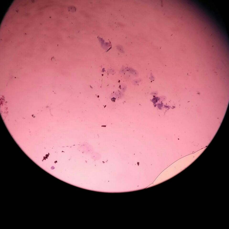 biology education: LAPORAN PRAKTIKUM BIOLOGI DASAR “Bentuk dan Struktur ...