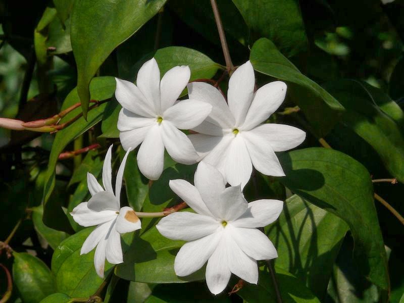 Berbagai Jenis Tanaman Melati ~ Sentra Tani Maju