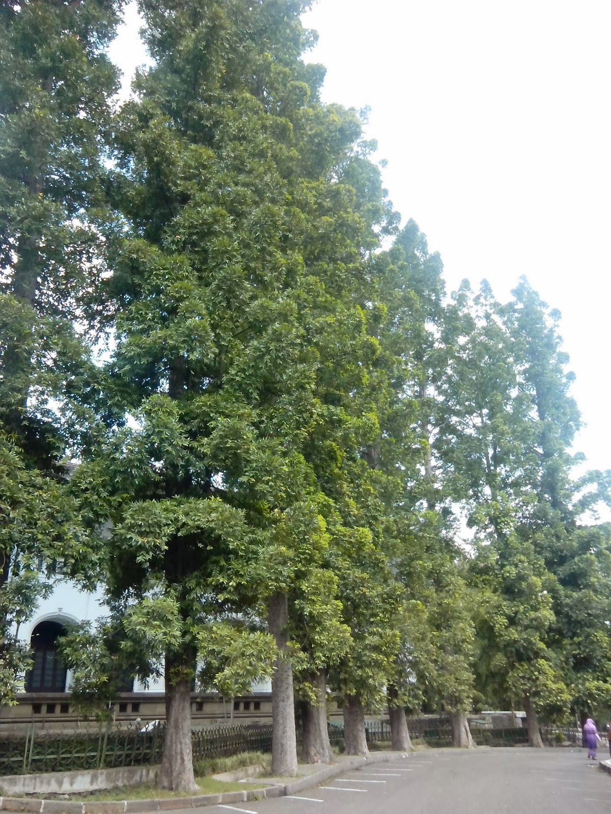 10 Tanaman Asli Indonesia Yang Hampir Terancam Punah - Info Savana