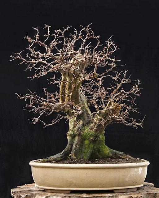 Walter Pall Bonsai Adventures: 2013