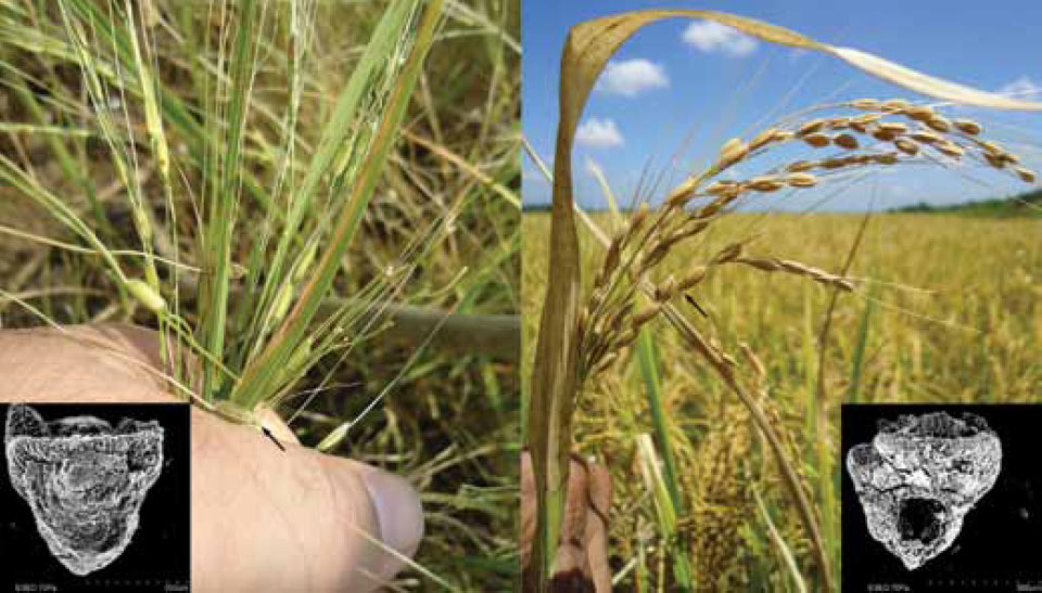 The Archaeobotanist: From domestication to Global Warming: the Early ...