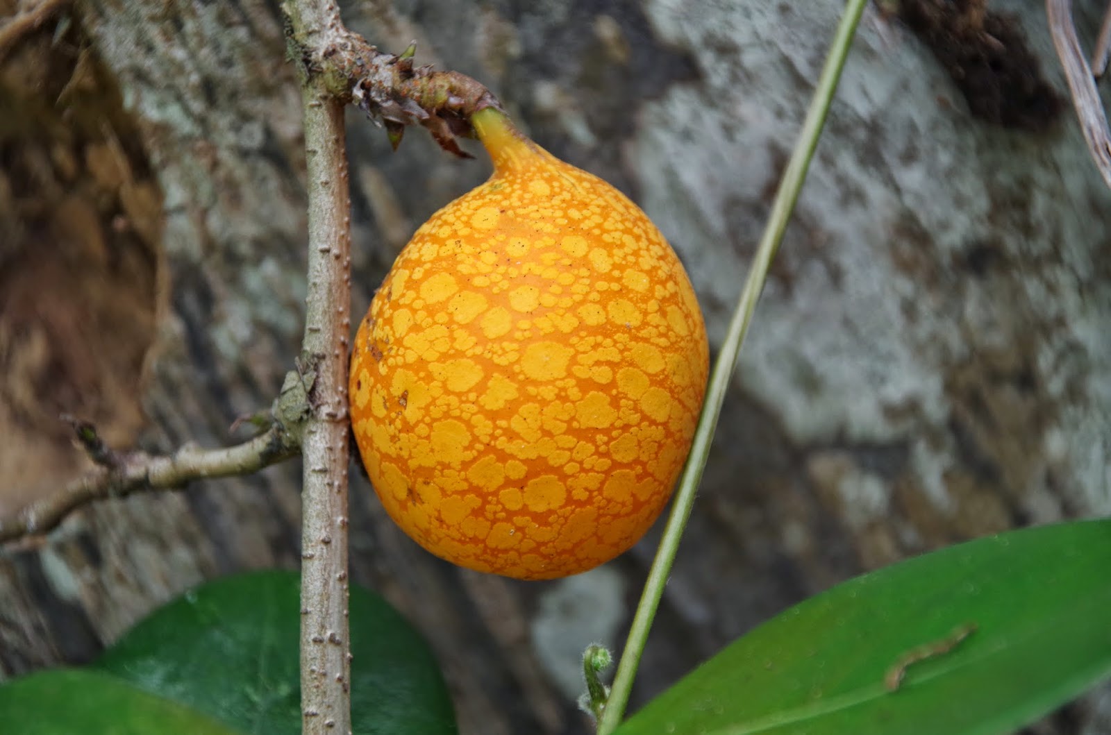 Trees and Plants: (Climbing Fig) Ficus punctata