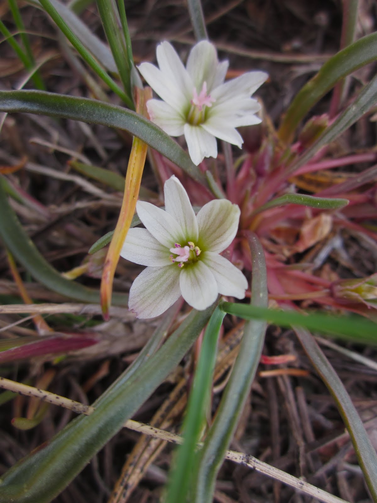 EcoRover: Pioneer Mountains of Montana--A Hike and a Bear, oh my...
