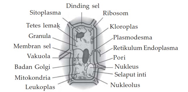 Materi Biologi Kelas XI tentang Sel - IPA Area