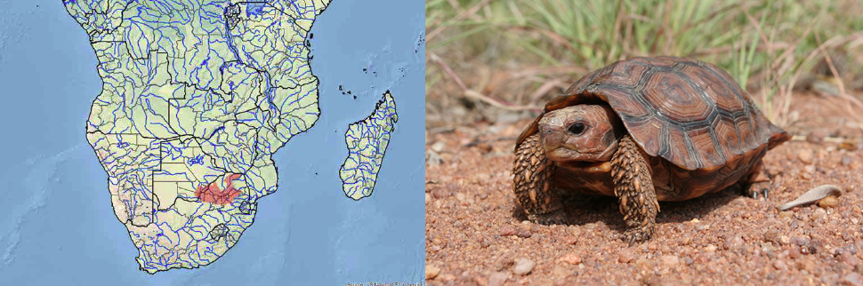 Genus Kinixys - Kura kura Engsel Belakang (Hinge-back Tortoise ...