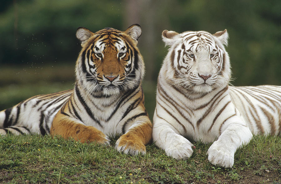 Bengal tiger Biography