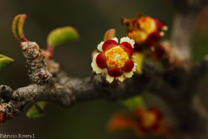 Flora de Baja California: MATORRAL COSTERO
