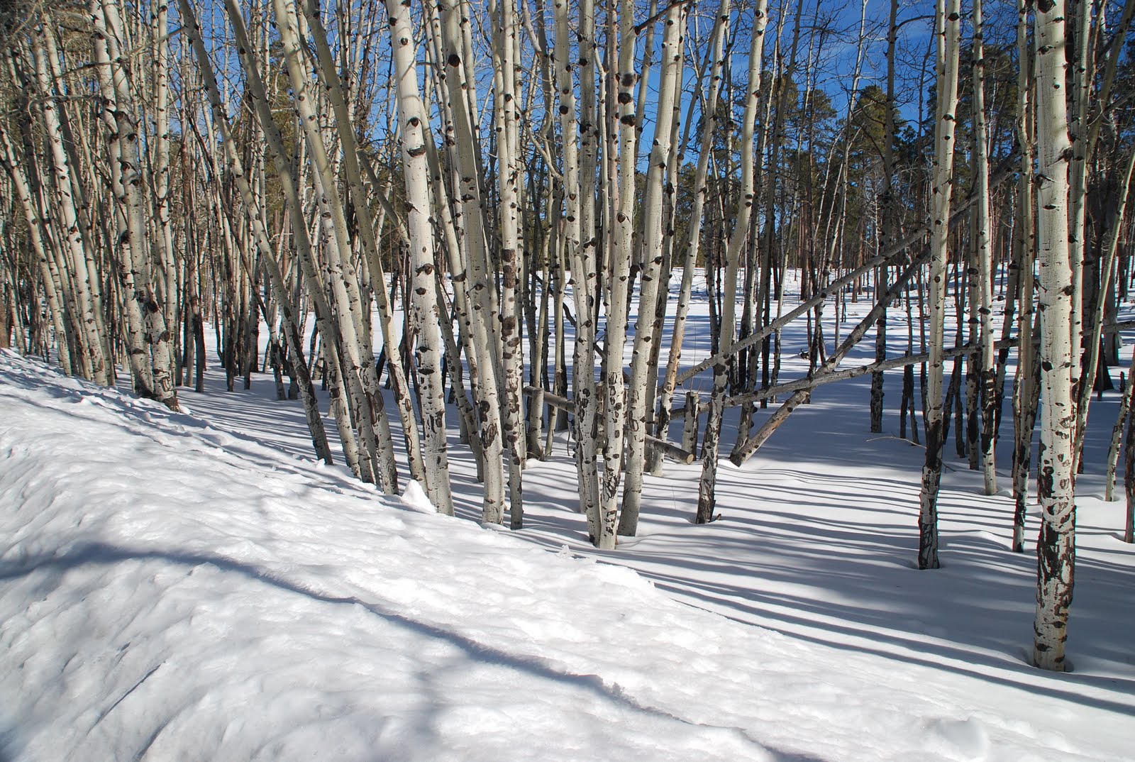 Deserts and Beyond: Mogollon Rim~aspen in snow~Festival of the Trees 022211