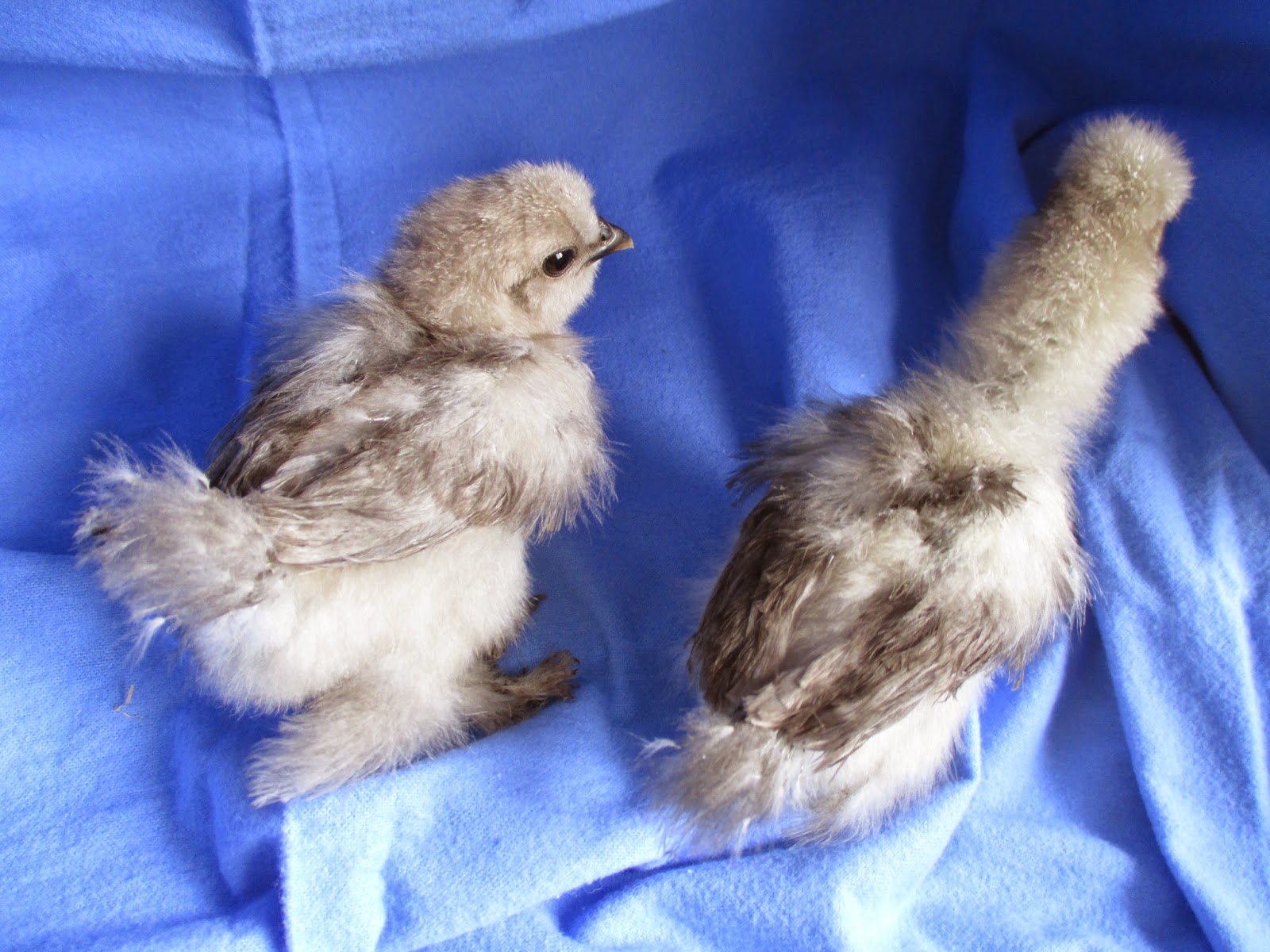 Just Chickens...: Paint Silkies & My Attempt to Breed More