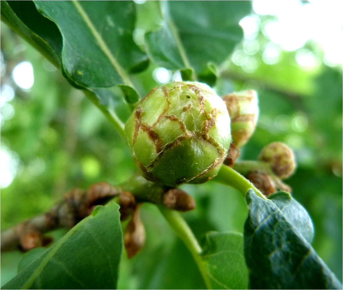 Insects of Scotland: Galls