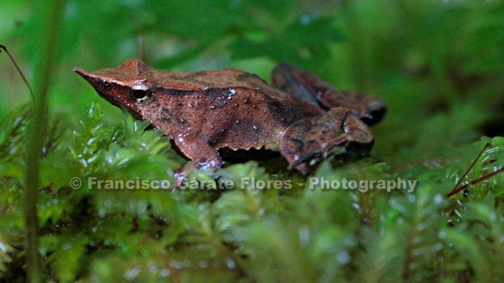 Francisco Gárate - Photograpy: Rana de Darwin - Rhinoderma darwinii