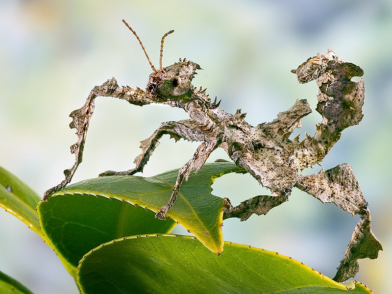 Bicho-Pau-de-Espinhos (Extatosoma tiaratum)