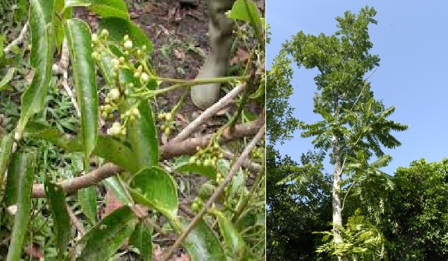 My Asian Secret Garden: Philippine Native Trees for the Garden and for ...