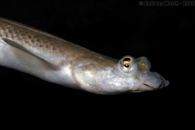 Four Fish Eye / Four Eyed Fish (Anableps anableps) | FISH WORLDs.com