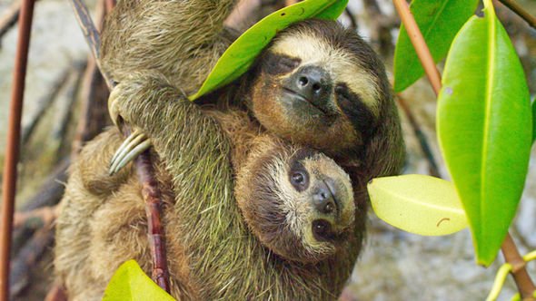 TEMBEL HAYVAN (MİSKİN)HAKKINDA BİLGİ