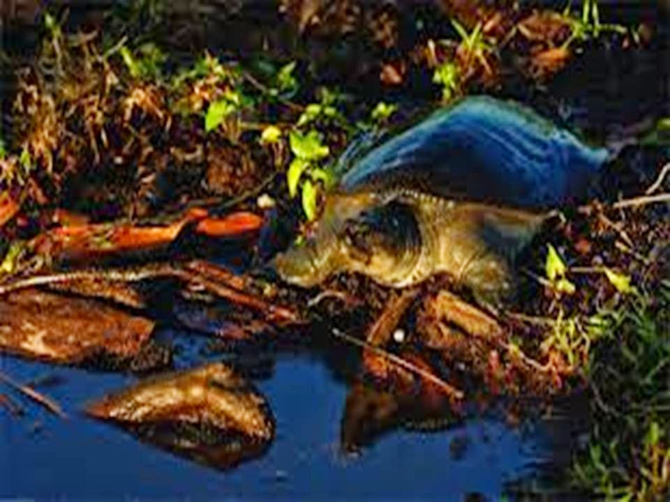 EKOSISTEM RAWA AIR TAWAR: ekosistem rawa air tawar