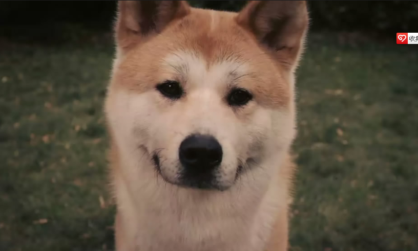 LEDPANELLIGHT: The feeling of HACHI:A DOG'S TALE