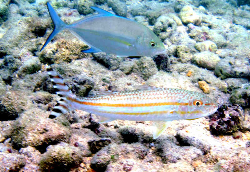 The Wayward Hawaiian: The Nightmare Goatfish!