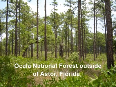 Phantoms and Monsters - Real Eyewitness Cryptid Encounter Reports