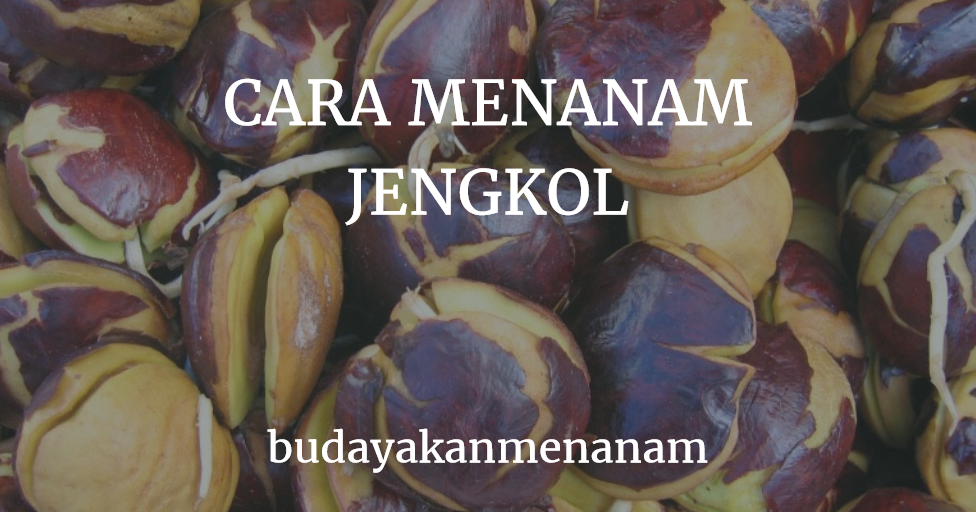 Menanam Jengkol, Begini Cara Budidayanya - Budayakan Menanam