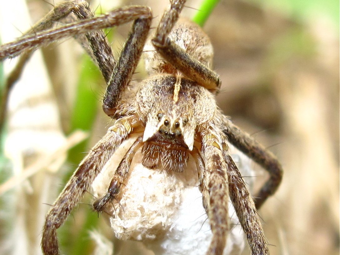 BugBlog: Nursery web spiders