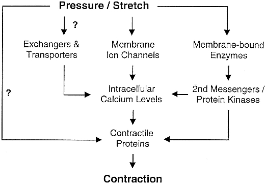 MAIR Mechaically Activated Involuntary Reflex Exercises | PE TV 4 Men