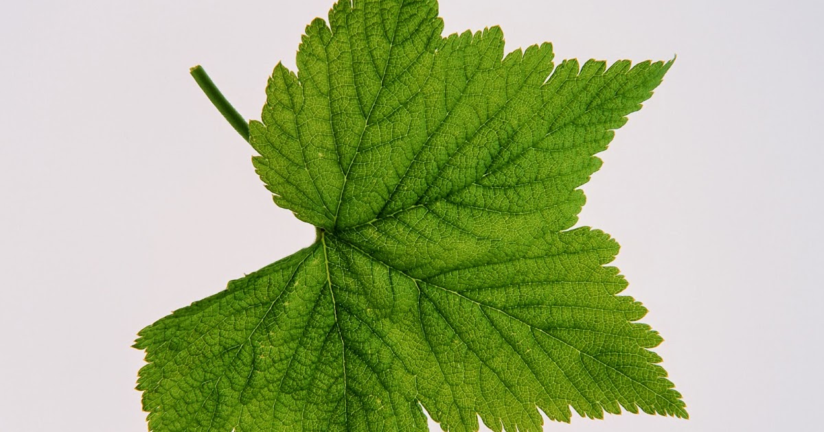 25+ Gambar Ilustrasi Daun, Paling Baru!