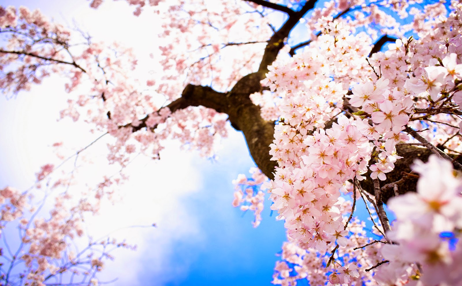 Amazing Themes for Chrome: Most beautiful themes