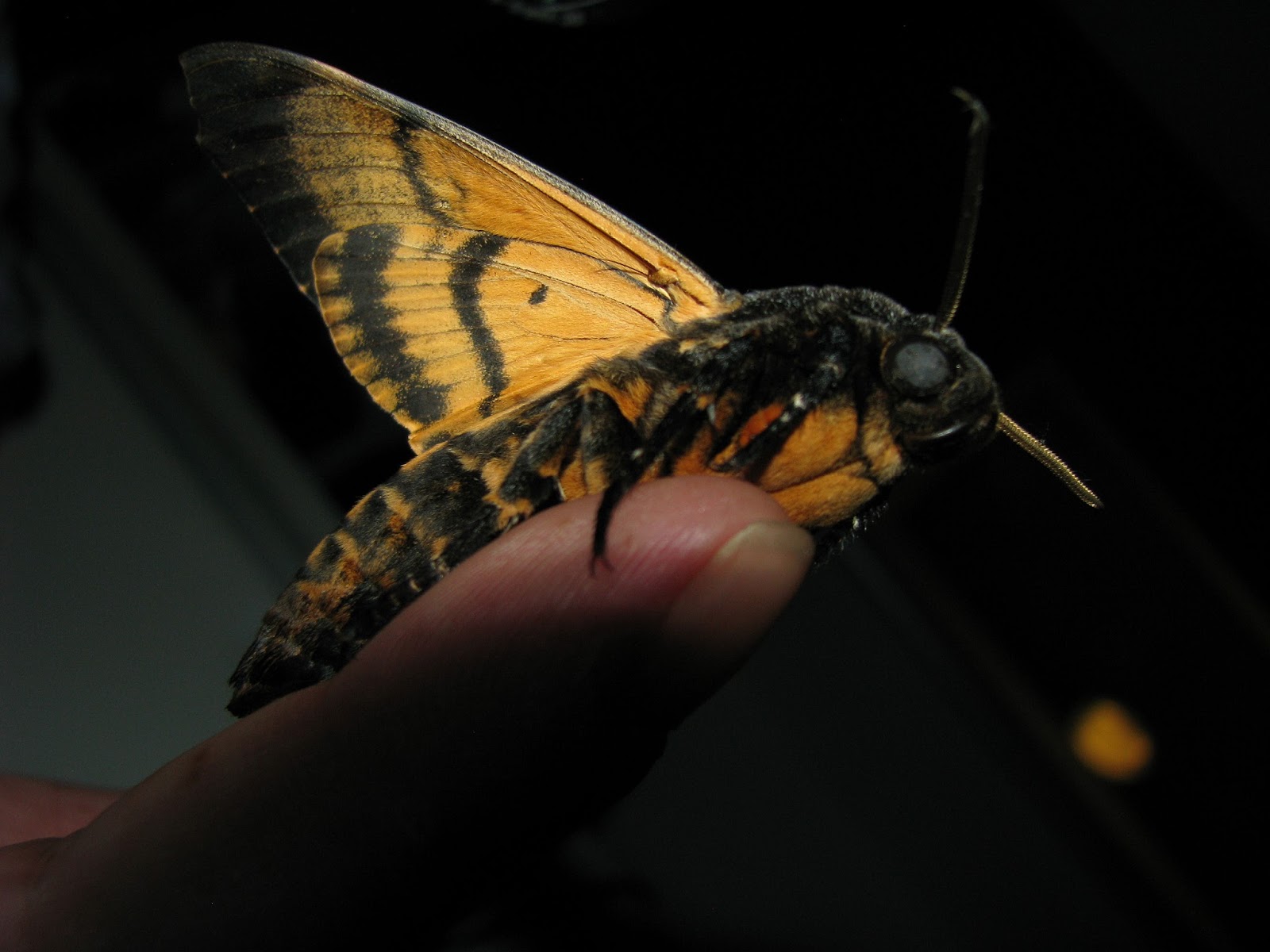 LEPIDOPTERA by Ed 1: Acherontia atropos