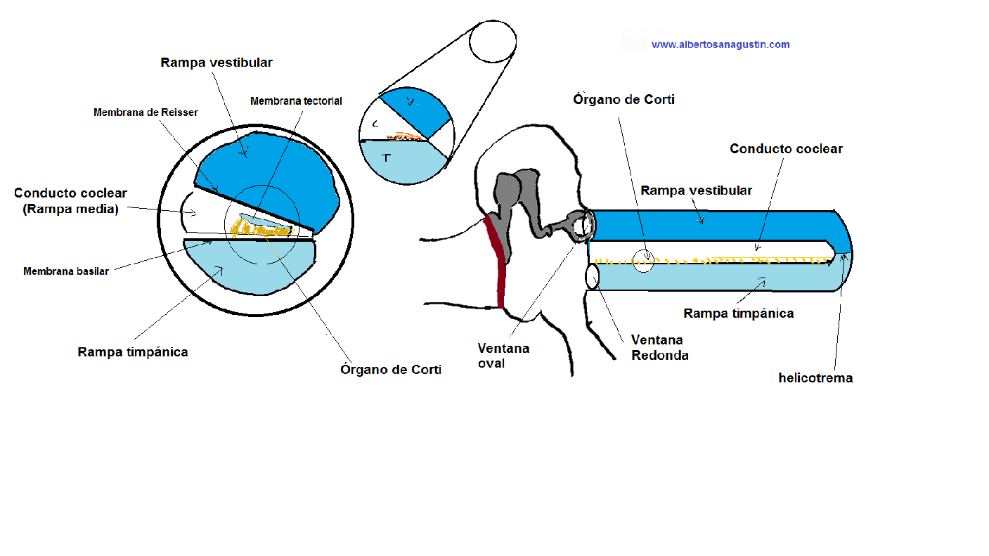 Anatomía del oído | Dr. Alberto Sanagustín