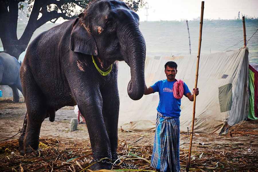 SONEPUR MELA; The largest animal Fair of ASIA: Sonepur Mela through the ...