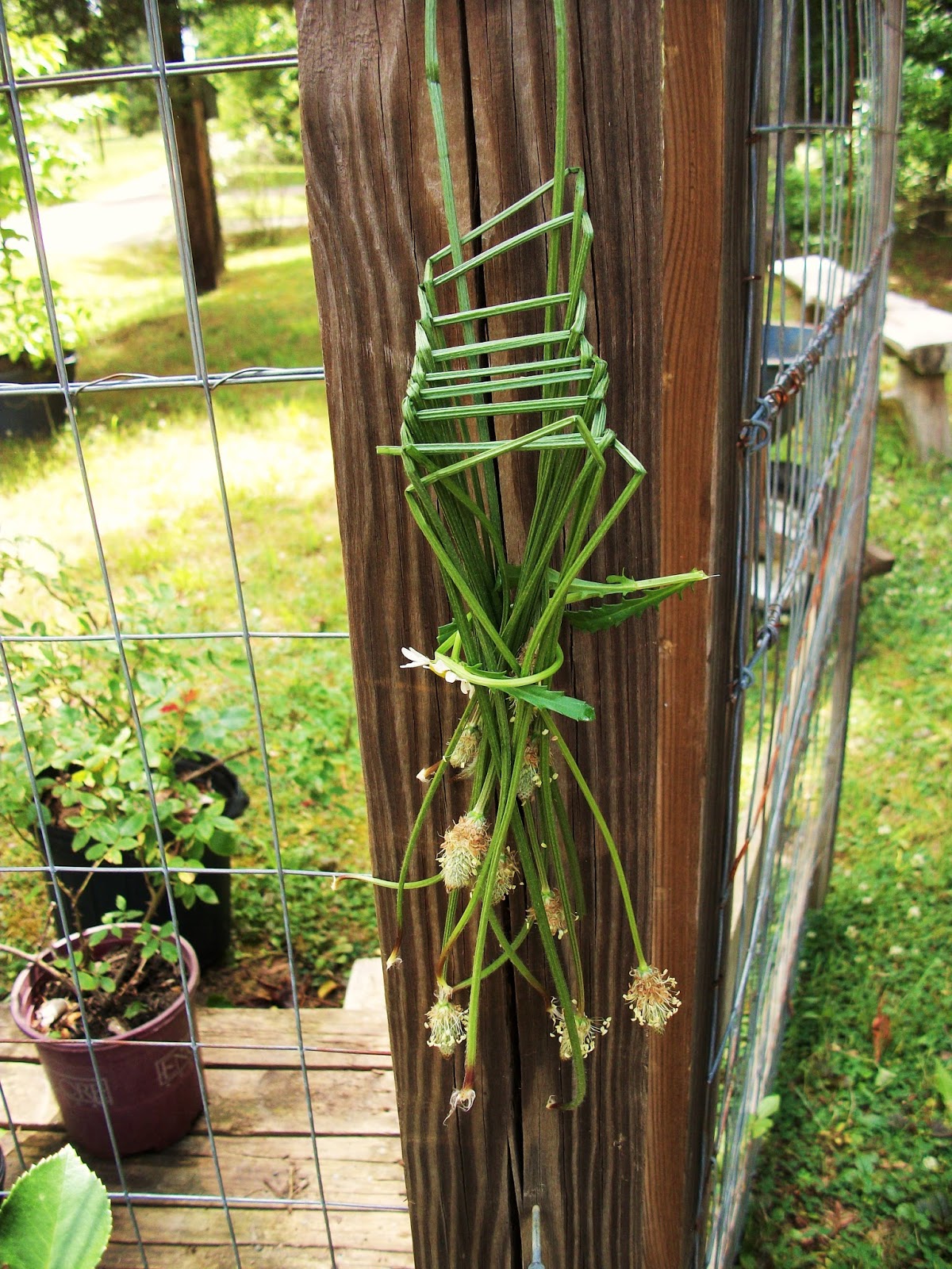 Henny Penny Lane: A Grasshopper Trap??