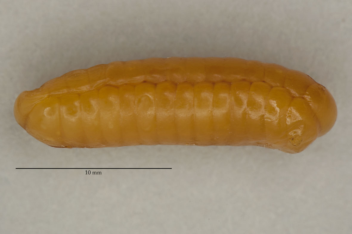 The Hope Entomological Collections: Egg-cellent!