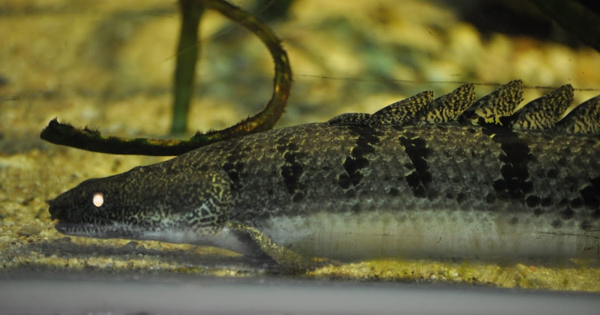 ZOOTOGRAFIANDO (6.100 ANIMALS): BICHIR RAYADO / ARMOURED BICHIR ...