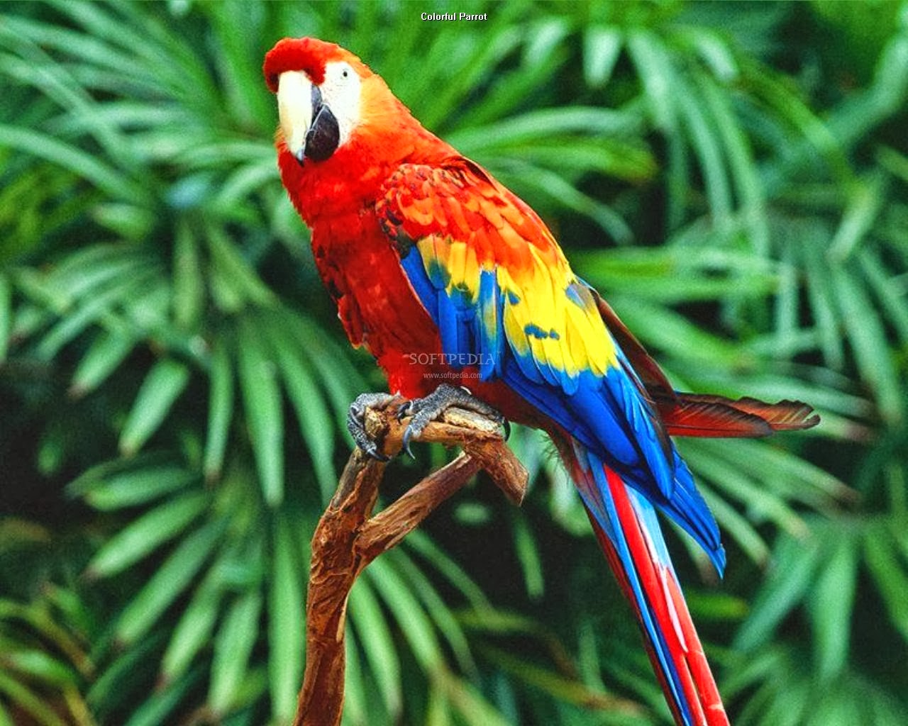 Differents Birds pics: Makao Parrot