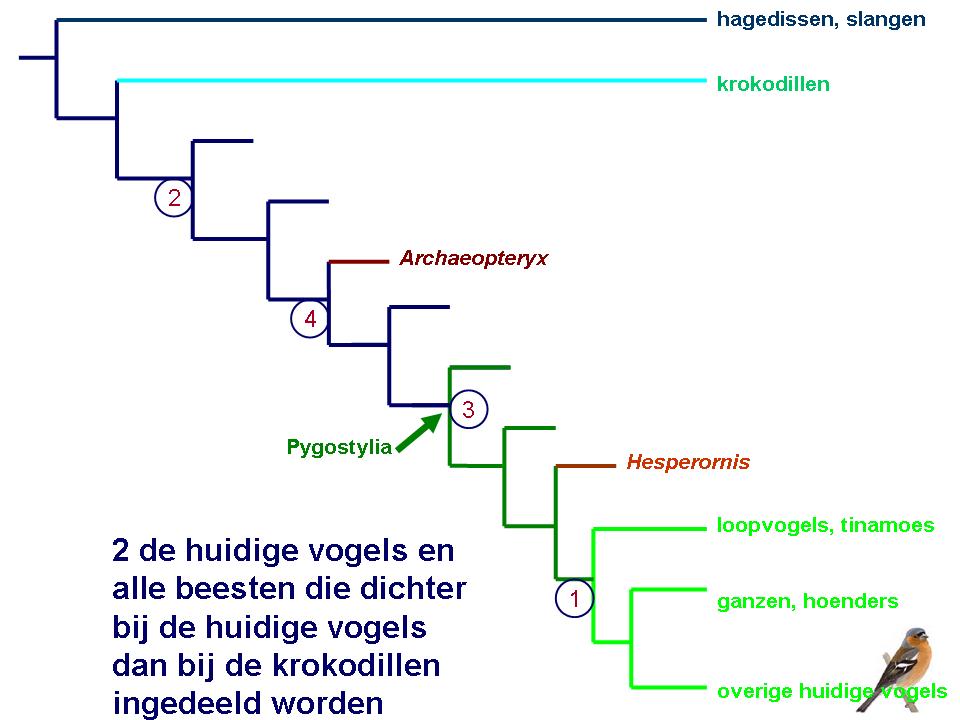 Evolutiebiologie: ‘Vogels’ is ook maar een naam.