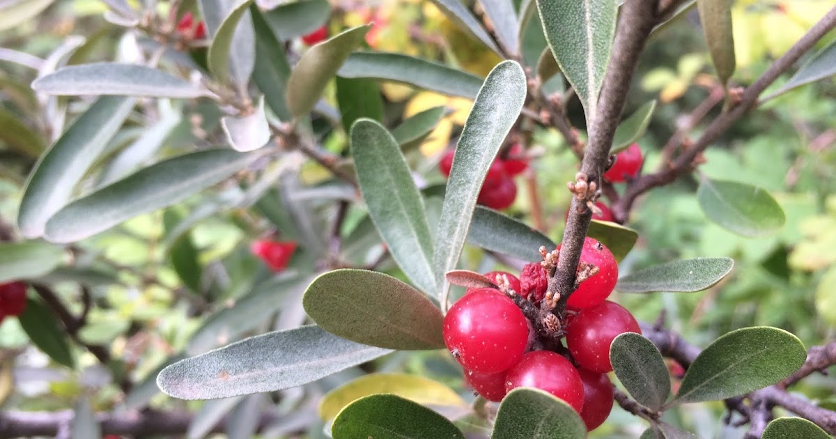 Gardening with Jess: Buffalo berry jelly