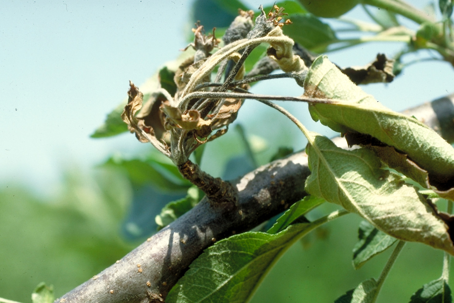 UK - Diseases of Fruit Crops & Ornamentals: Resistant Fire Blight in Apple